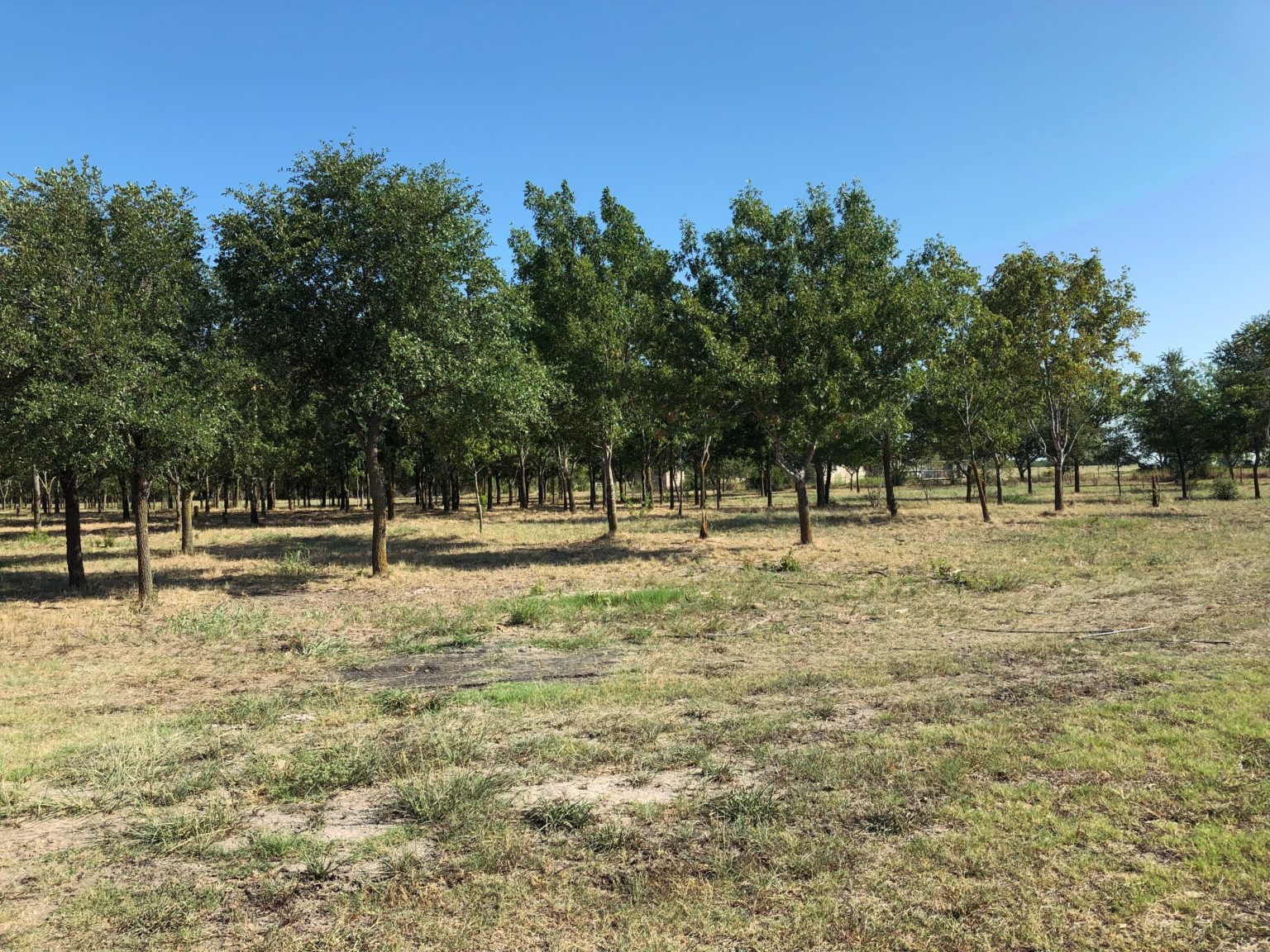 Port A Tree – Tree Sales and Transplanting